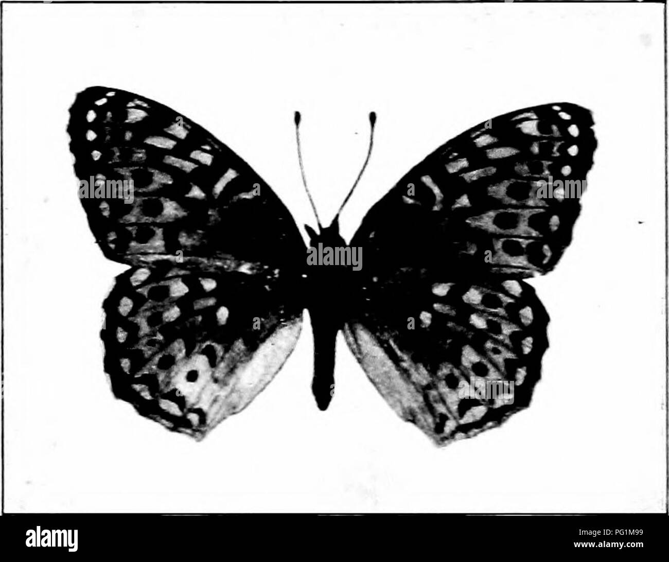 Protection from butterflies Black and White Stock Photos & Images - Alamy