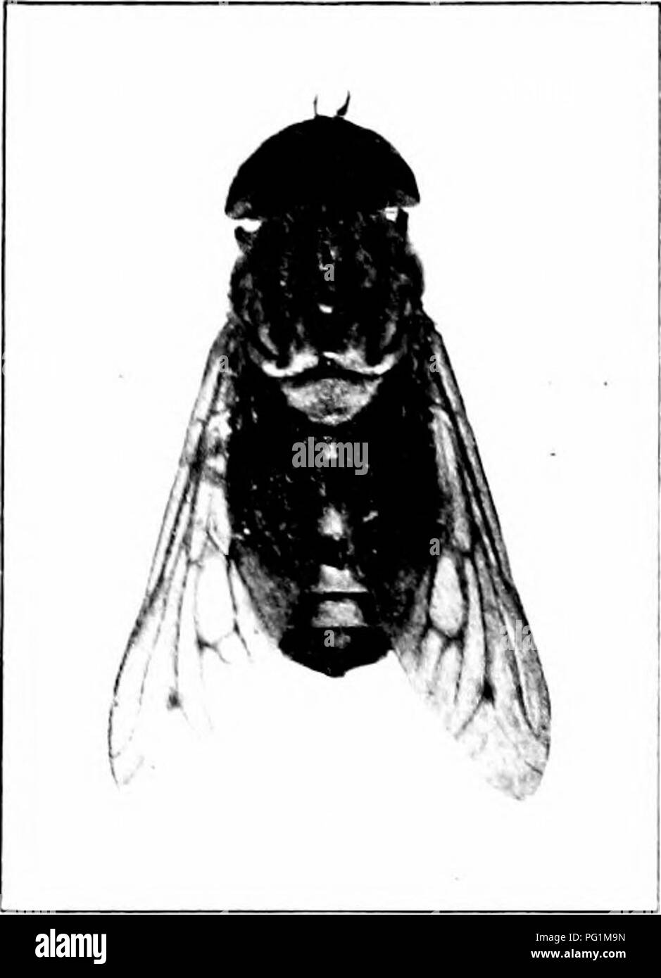 Body laterally flattened Black and White Stock Photos & Images - Alamy