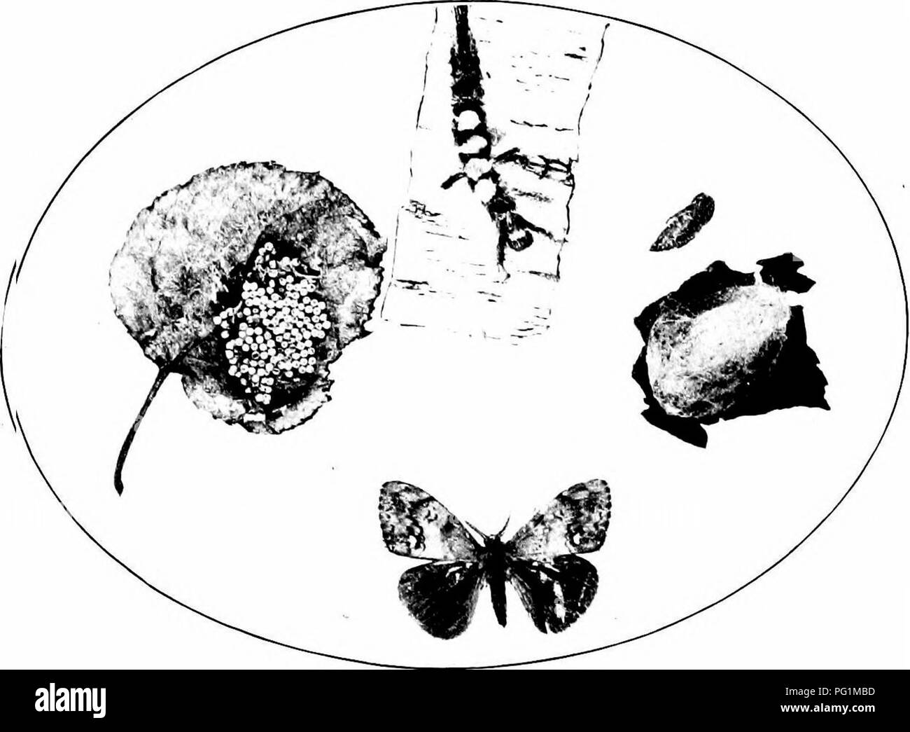 Metamorphosis cocoon Black and White Stock Photos & Images - Alamy