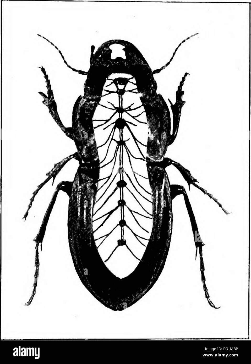 This image illustrates the anatomy of insect pests, such as ...