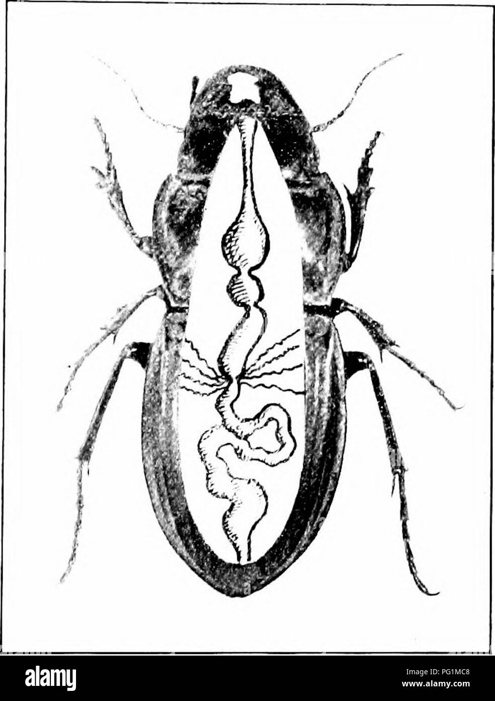 . Injurious insects : how to recognize and control them . Insect pests ...