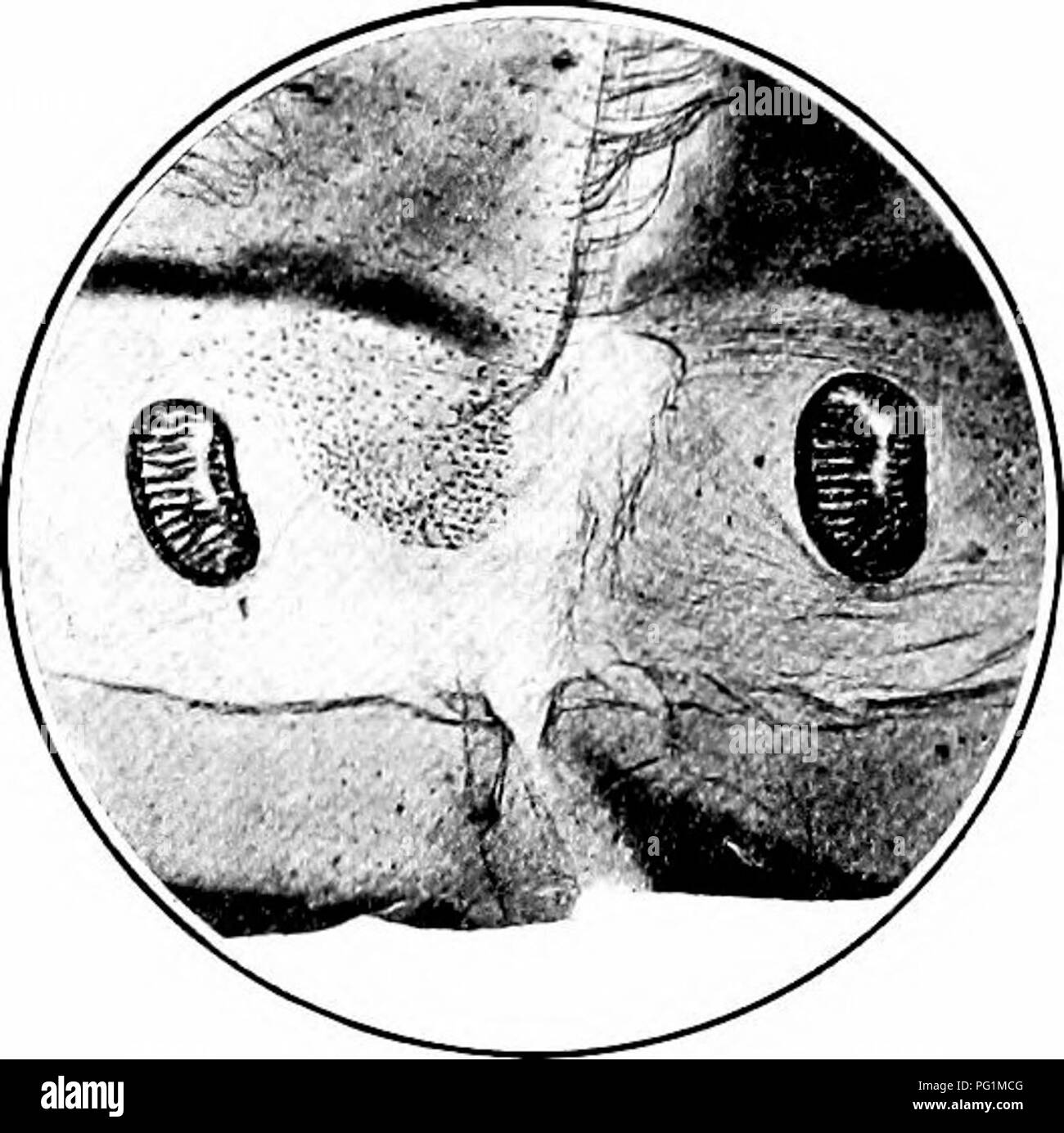 This work provides an overview of the internal structure of insects ...
