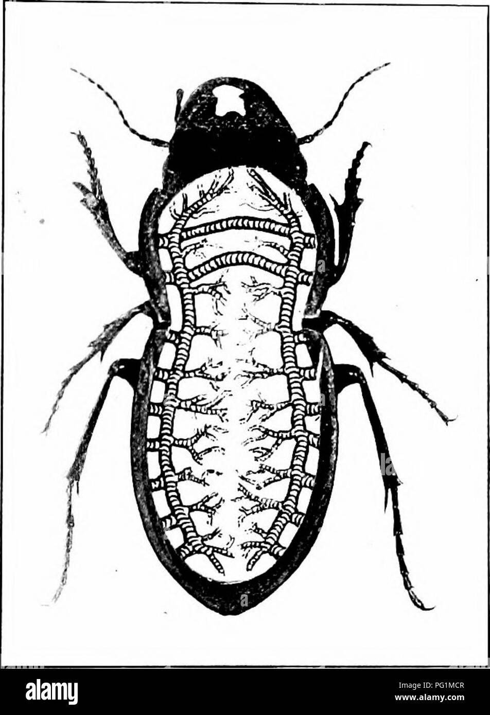 Insect respiration Black and White Stock Photos & Images - Alamy