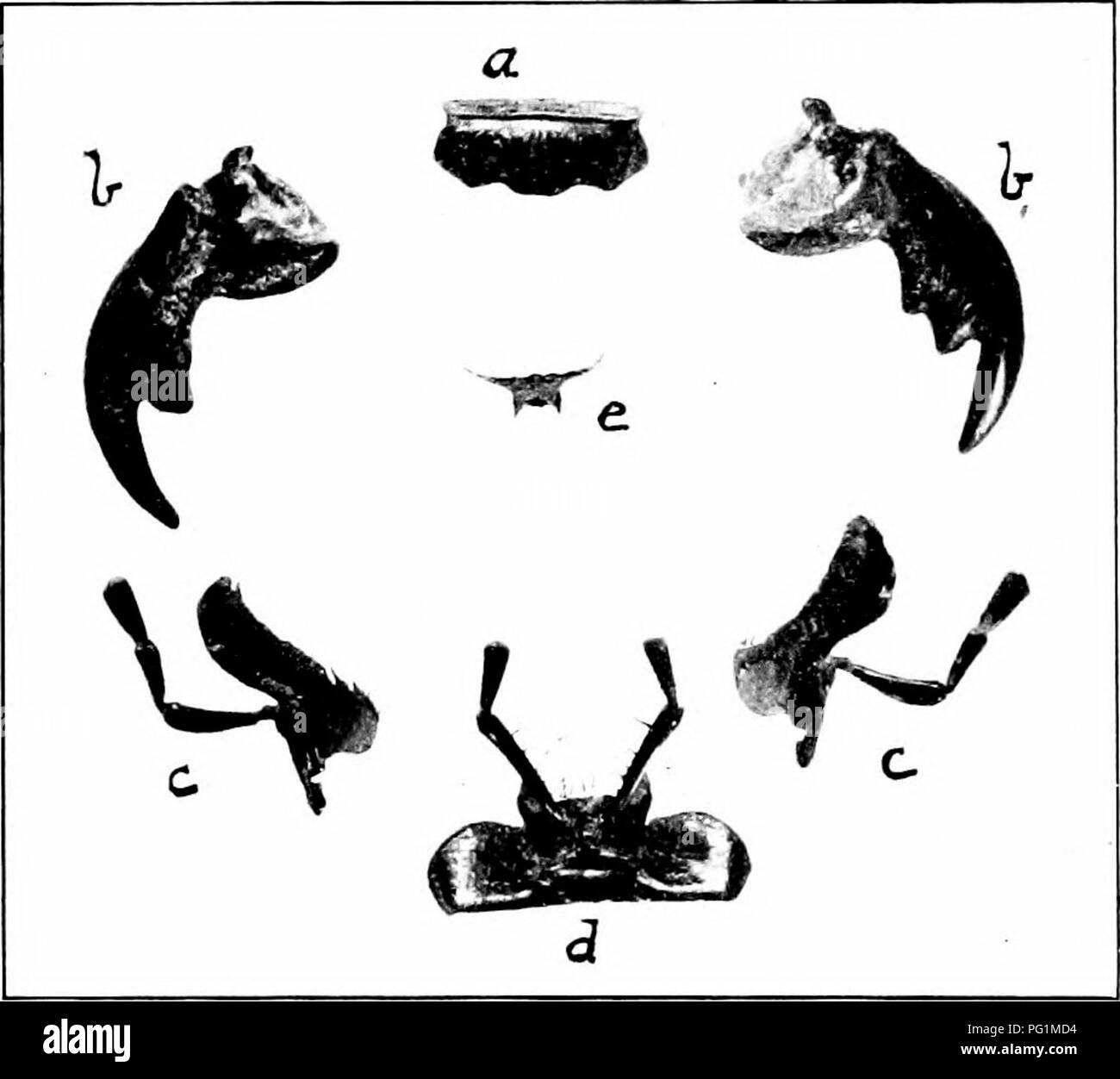This image demonstrates key features of insect mouthparts, vital for ...