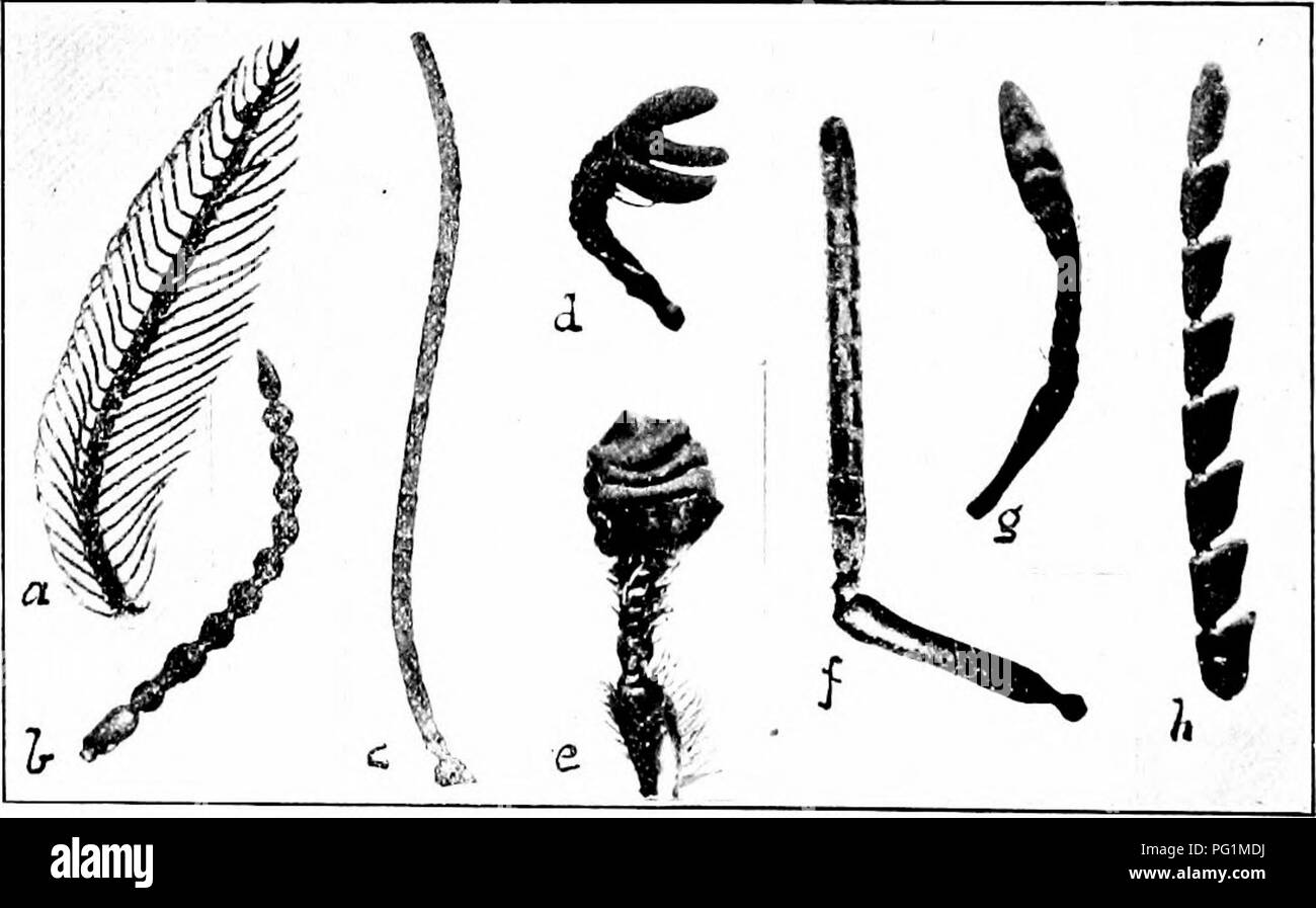 . Injurious insects : how to recognize and control them . Insect pests ...