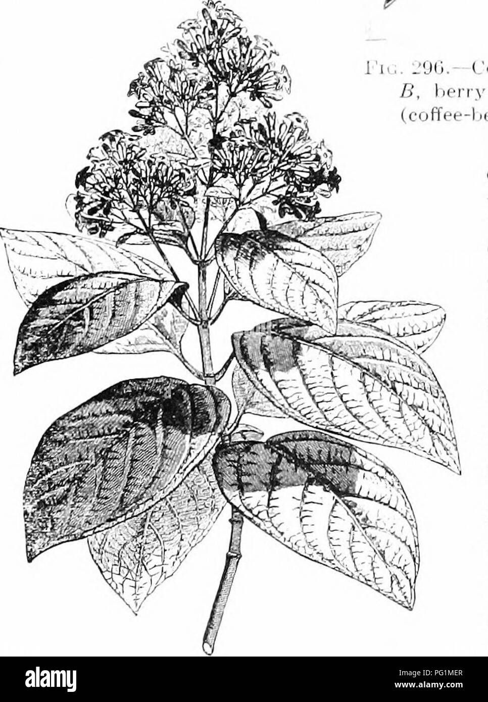 Sumatra coffee cultivation Cut Out Stock Images & Pictures - Alamy