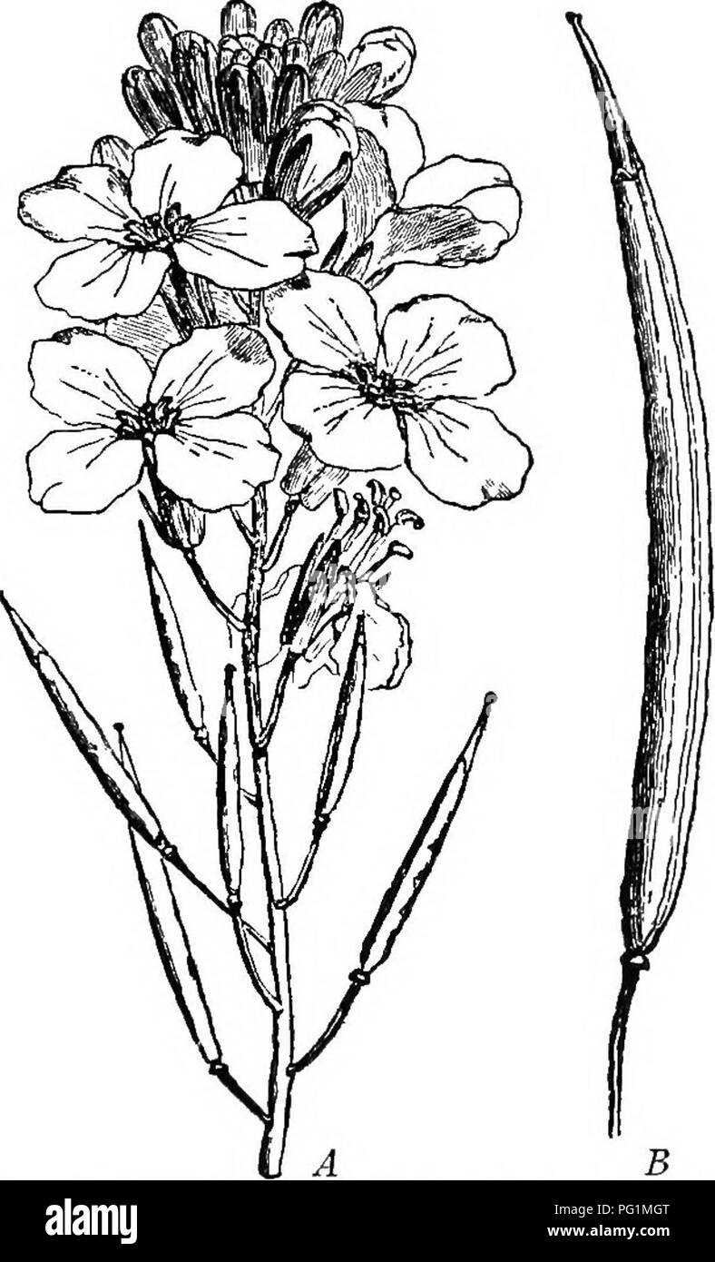 This textbook on botany offers detailed illustrations of plant anatomy ...