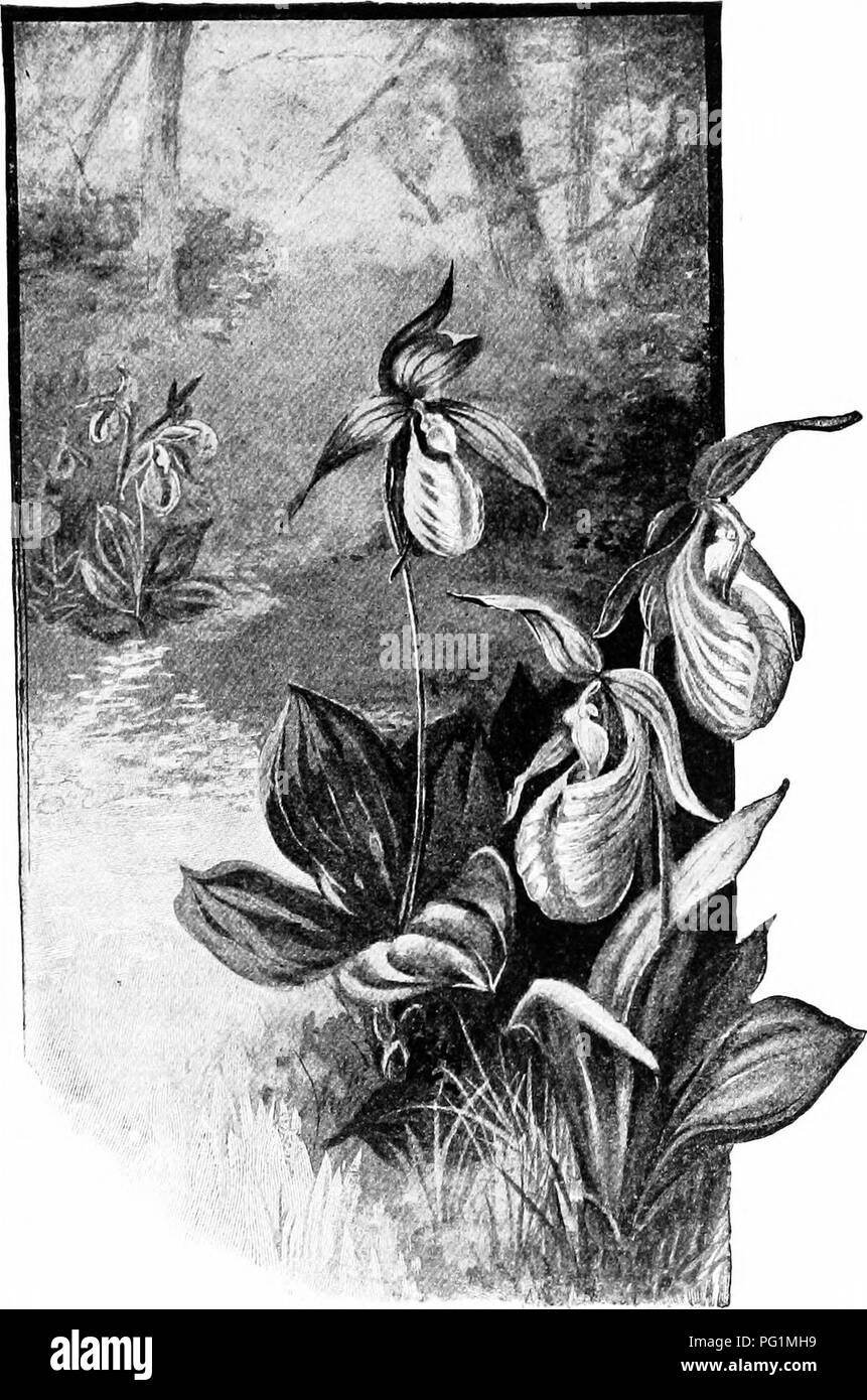 This textbook provides foundational botany knowledge for secondary ...