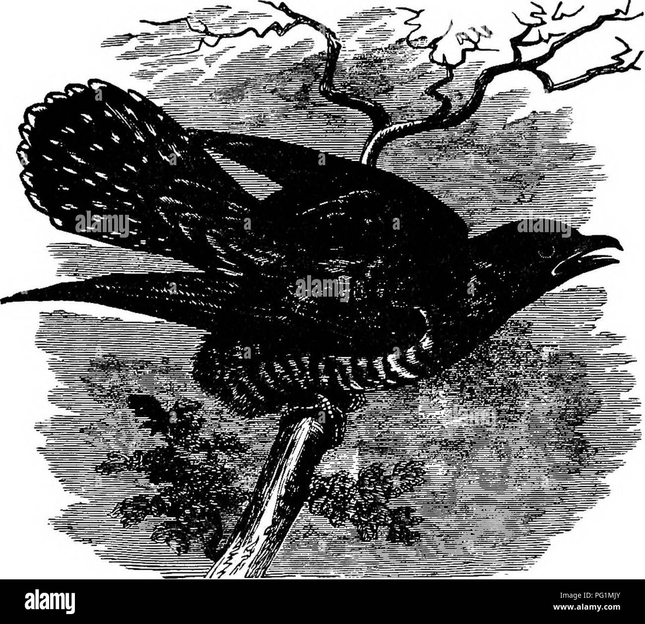 . Key to North American birds. Containing a concise account of every ...