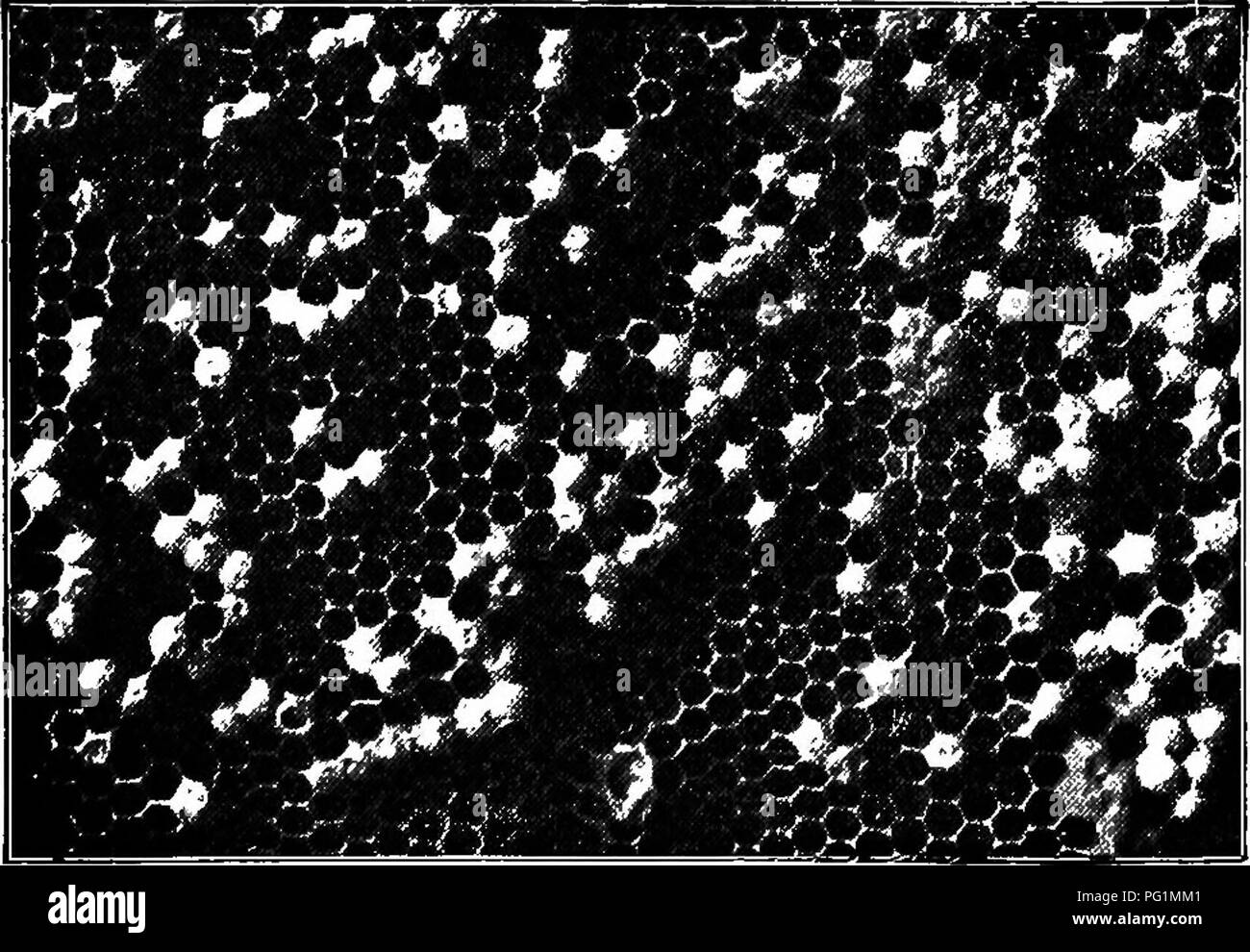 Save the honeybee Black and White Stock Photos & Images - Alamy