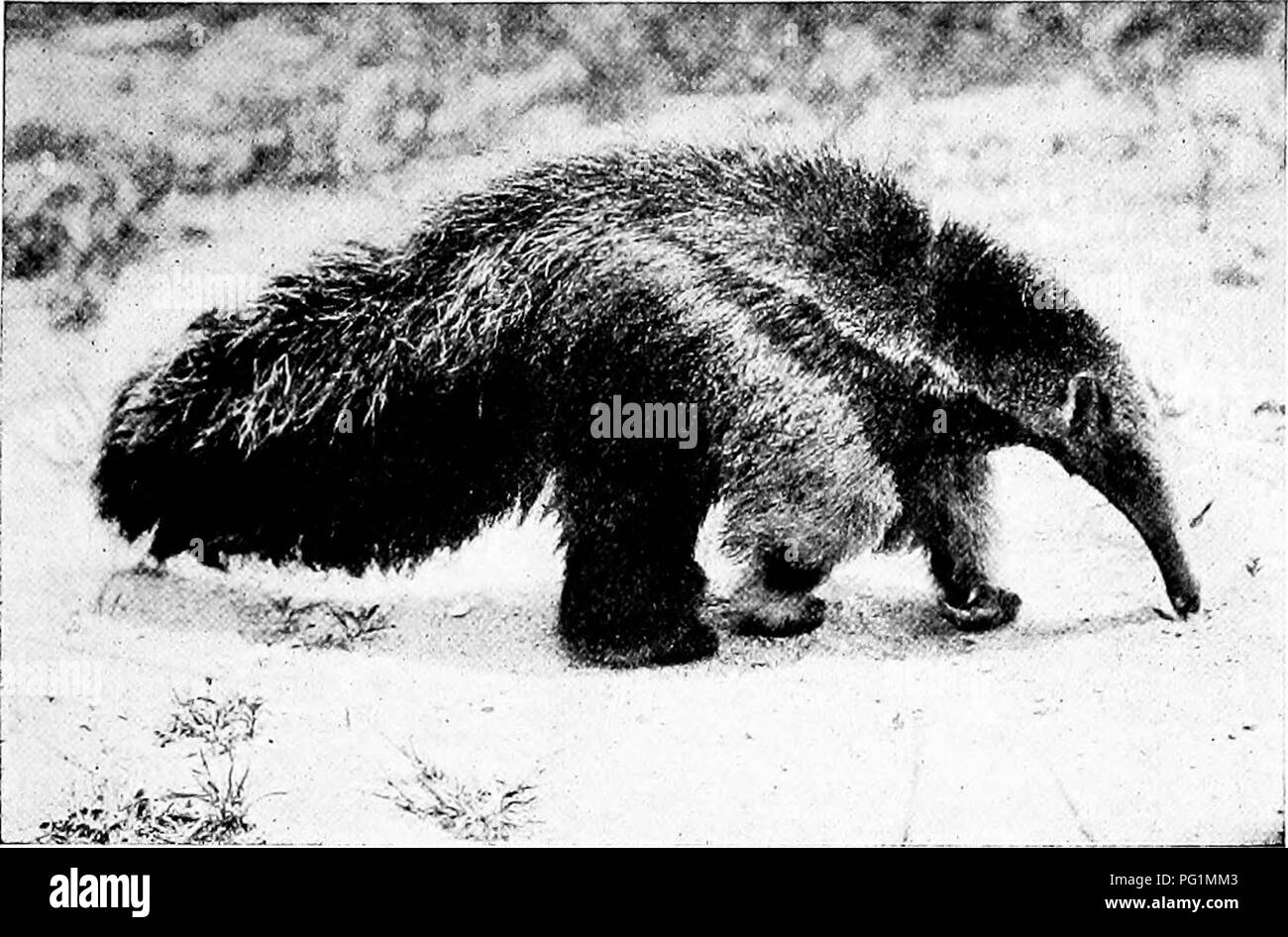 Eater guide hi-res stock photography and images - Alamy