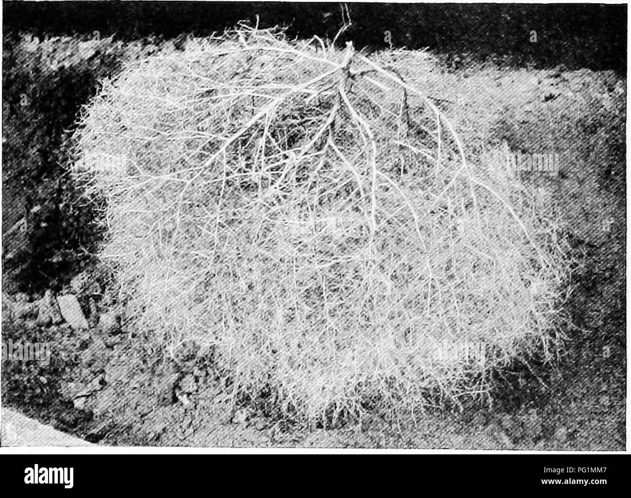 This textbook offers an accessible introduction to botany, with ...