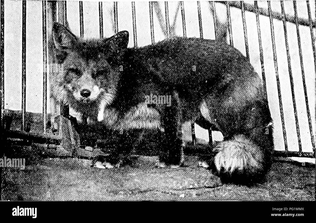 A guide to the New York Zoological Park, focusing on the Tasmanian Wolf ...