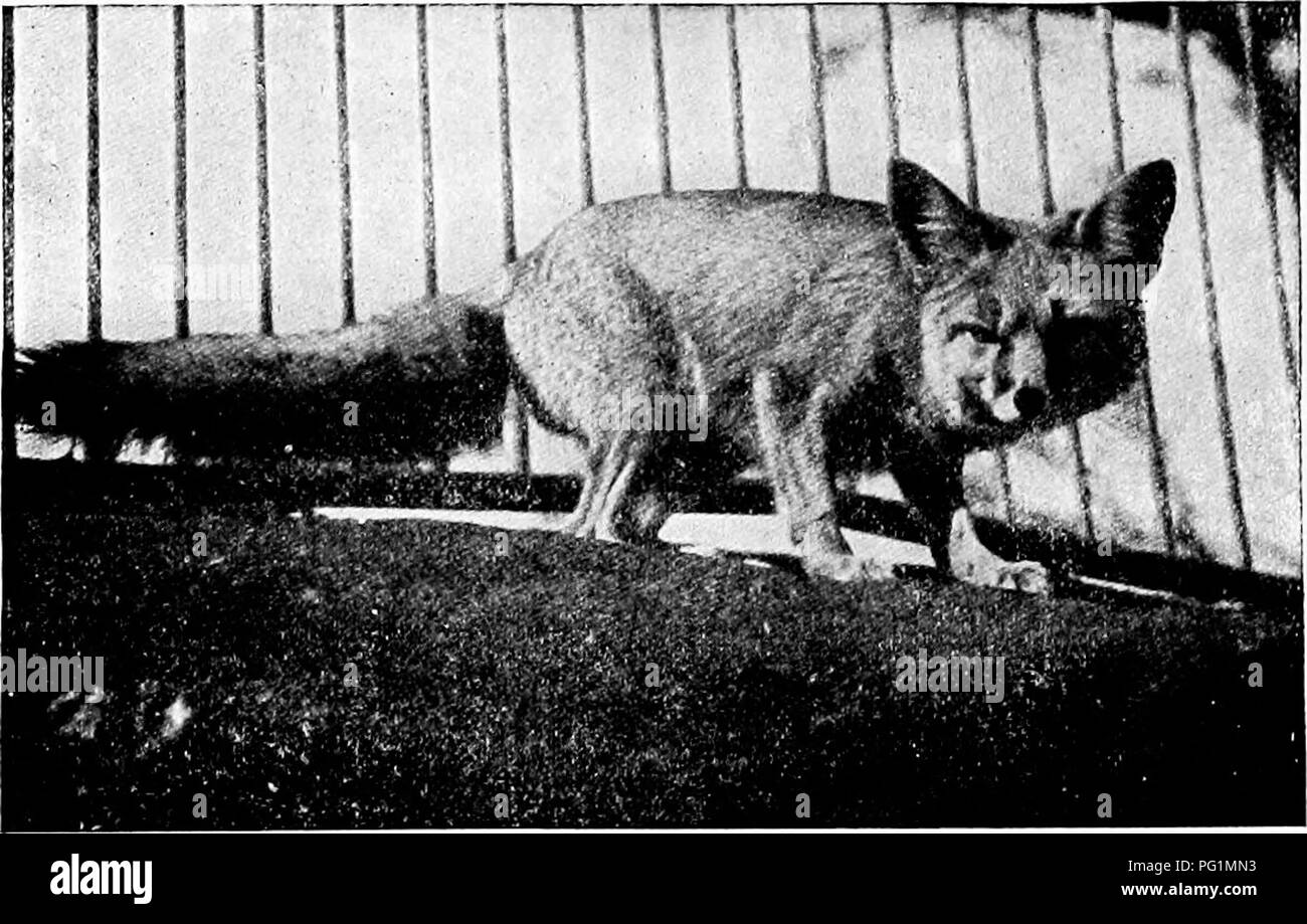 Fox dens hi-res stock photography and images - Alamy