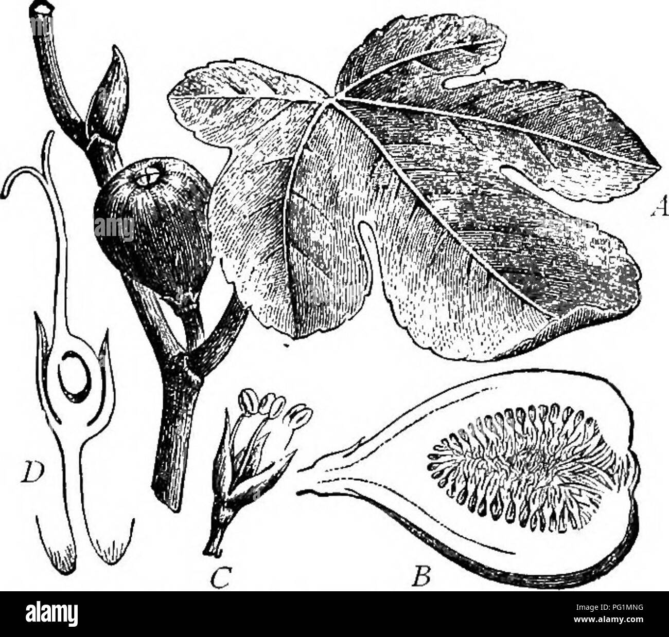 This text on botany discusses the relationship between small wasps ...