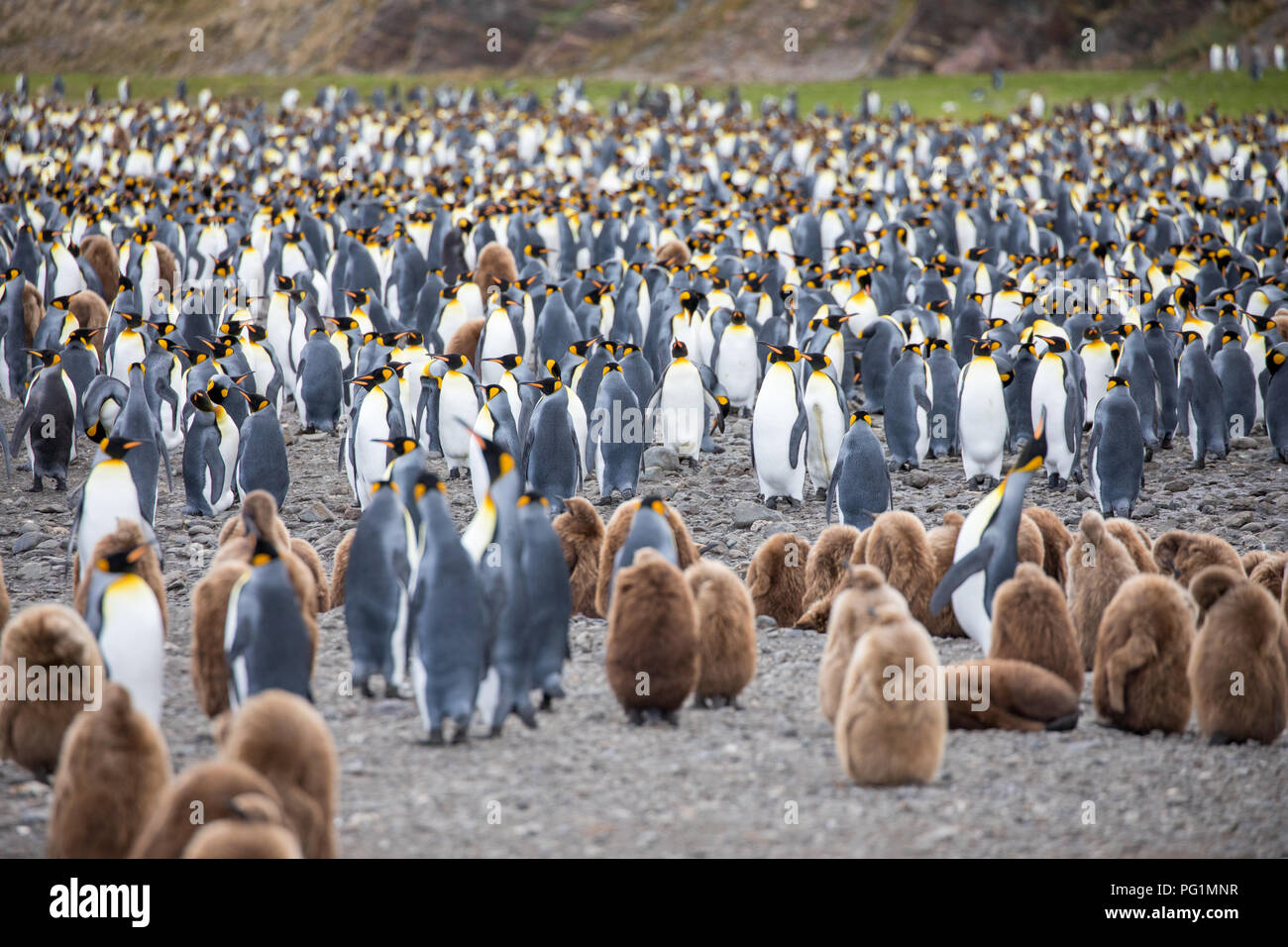 The north pole penguin hi-res stock photography and images - Alamy