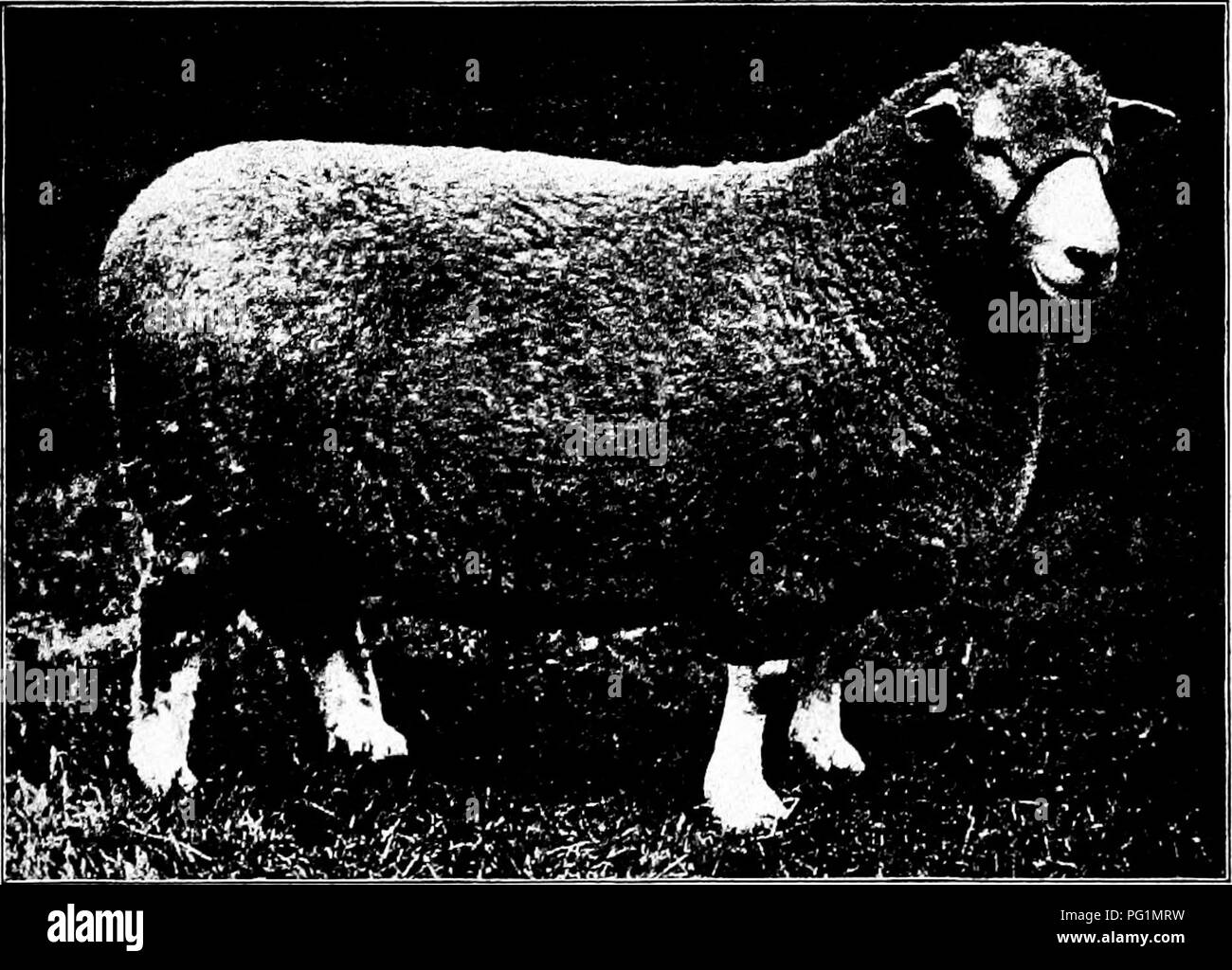 Kent ram hi-res stock photography and images - Alamy