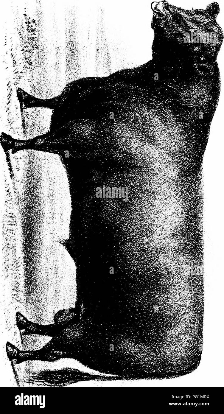 A historical account of the Aberdeen-Angus cattle breed, detailing its ...