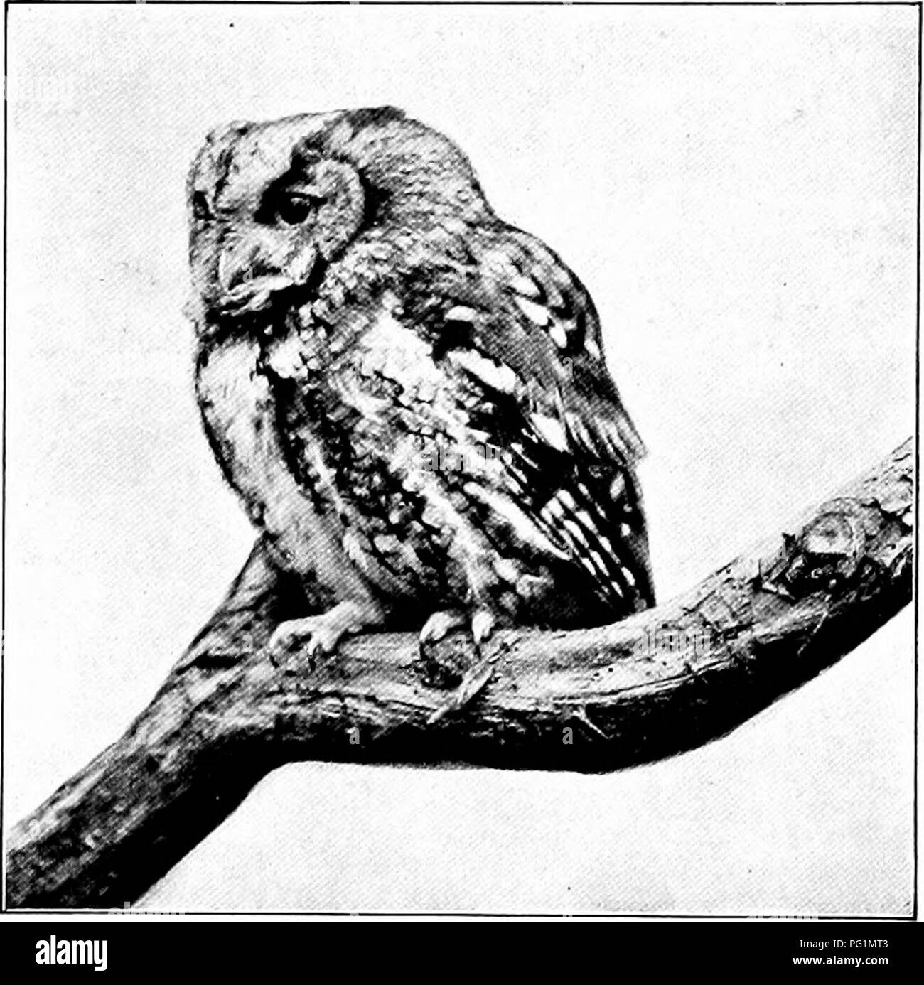 Judge owl hi-res stock photography and images - Alamy