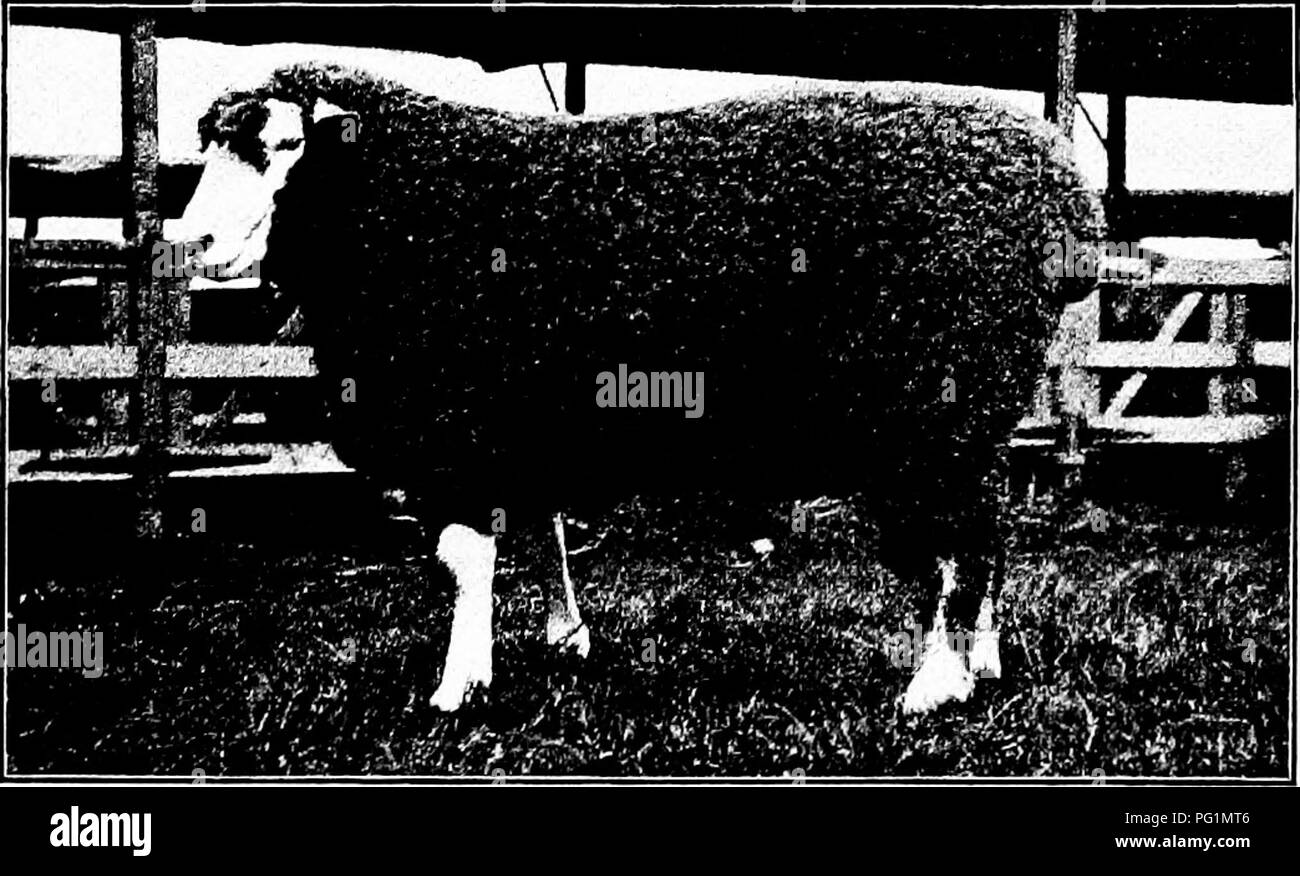 This image discusses the introduction of Lincoln sheep to Ohio in 1834 ...