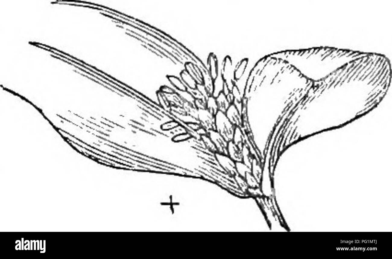 Orthotropous hi-res stock photography and images - Alamy