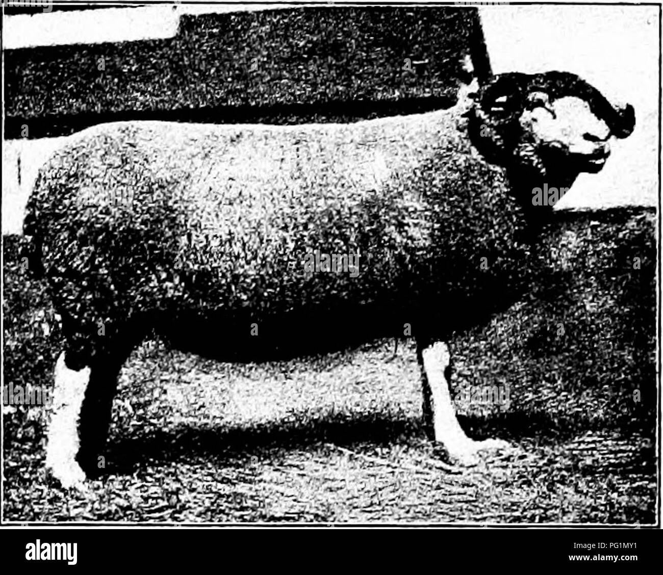 . Types and breeds of farm animals . Livestock. THE DORSET HORN 411 ...