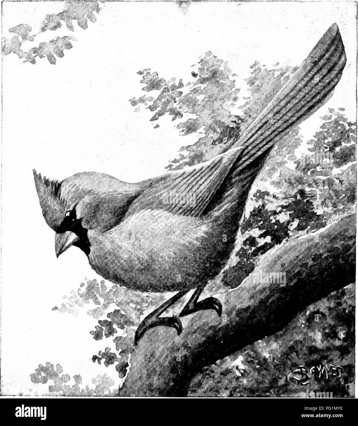 This book provides an overview of bird species in North America ...
