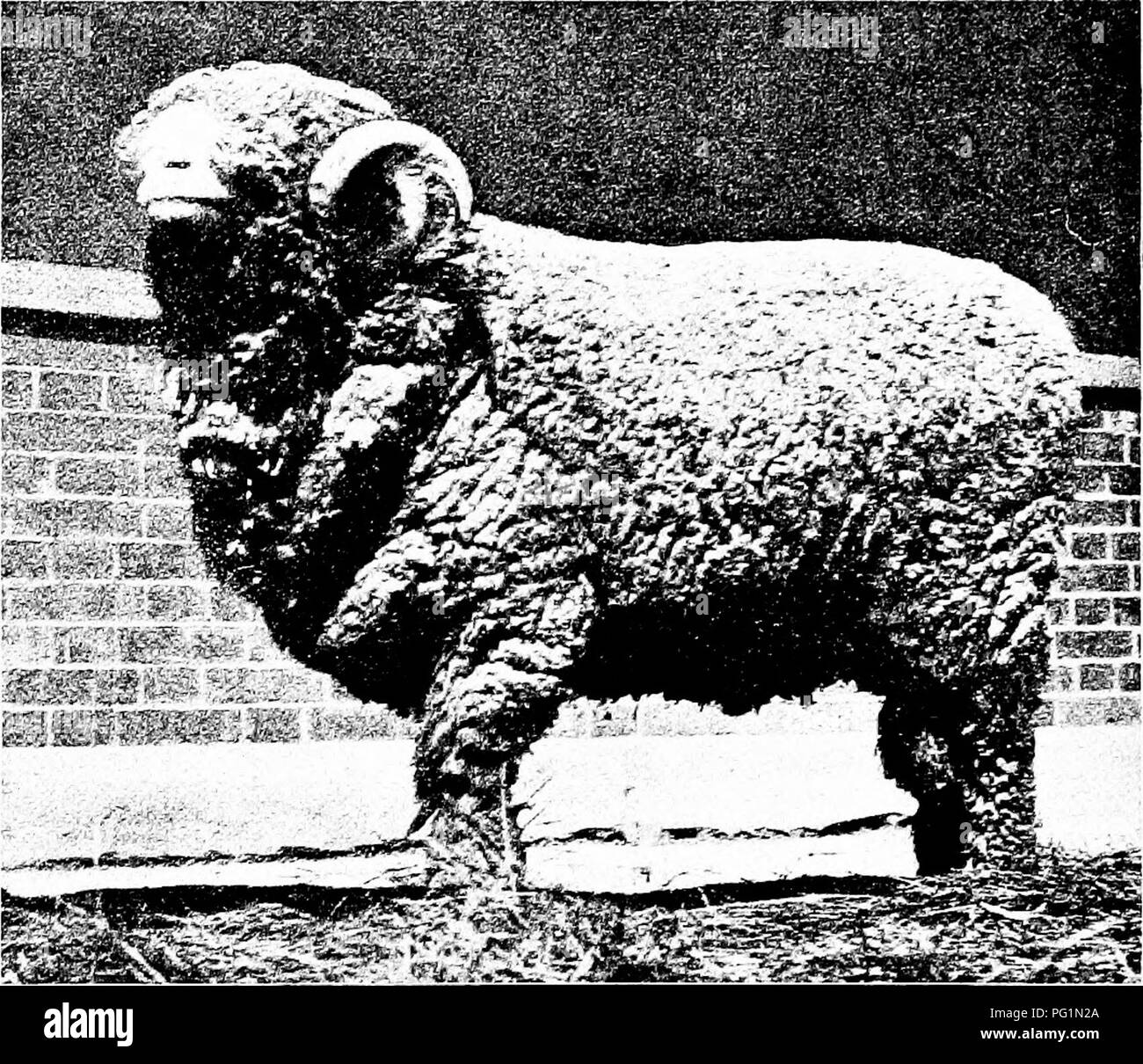 Rambouillet sheep hi-res stock photography and images - Alamy