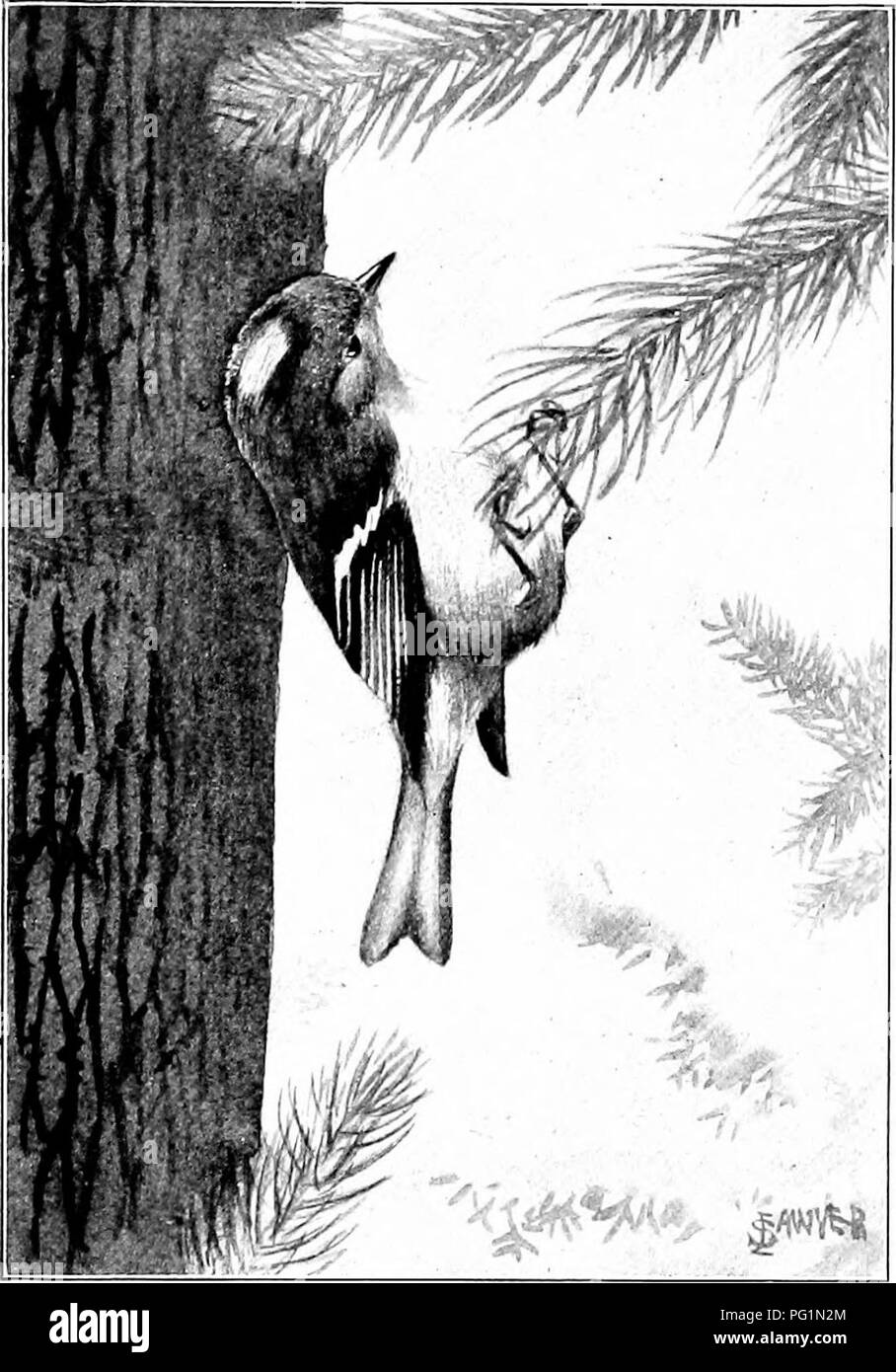 This book provides a detailed overview of the higher animals of North ...