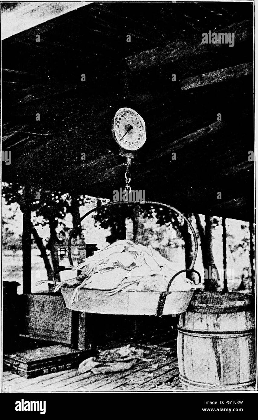 This image from the Bureau of Animal Industry illustrates the process ...