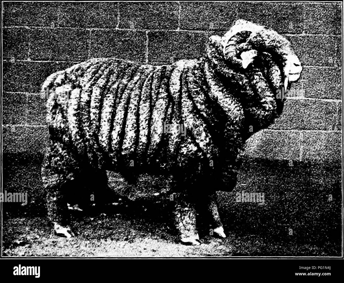 . Types and breeds of farm animals . Livestock. 34° SHEEP Two great ...