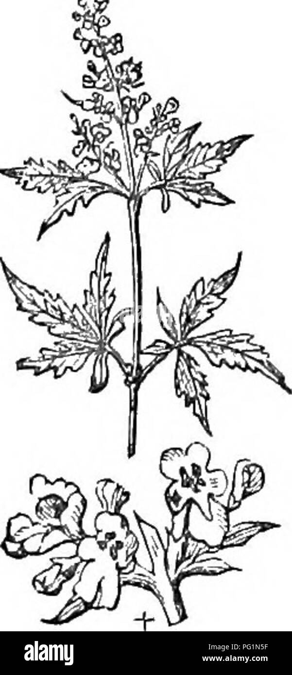 Persistent perianth hi-res stock photography and images - Alamy