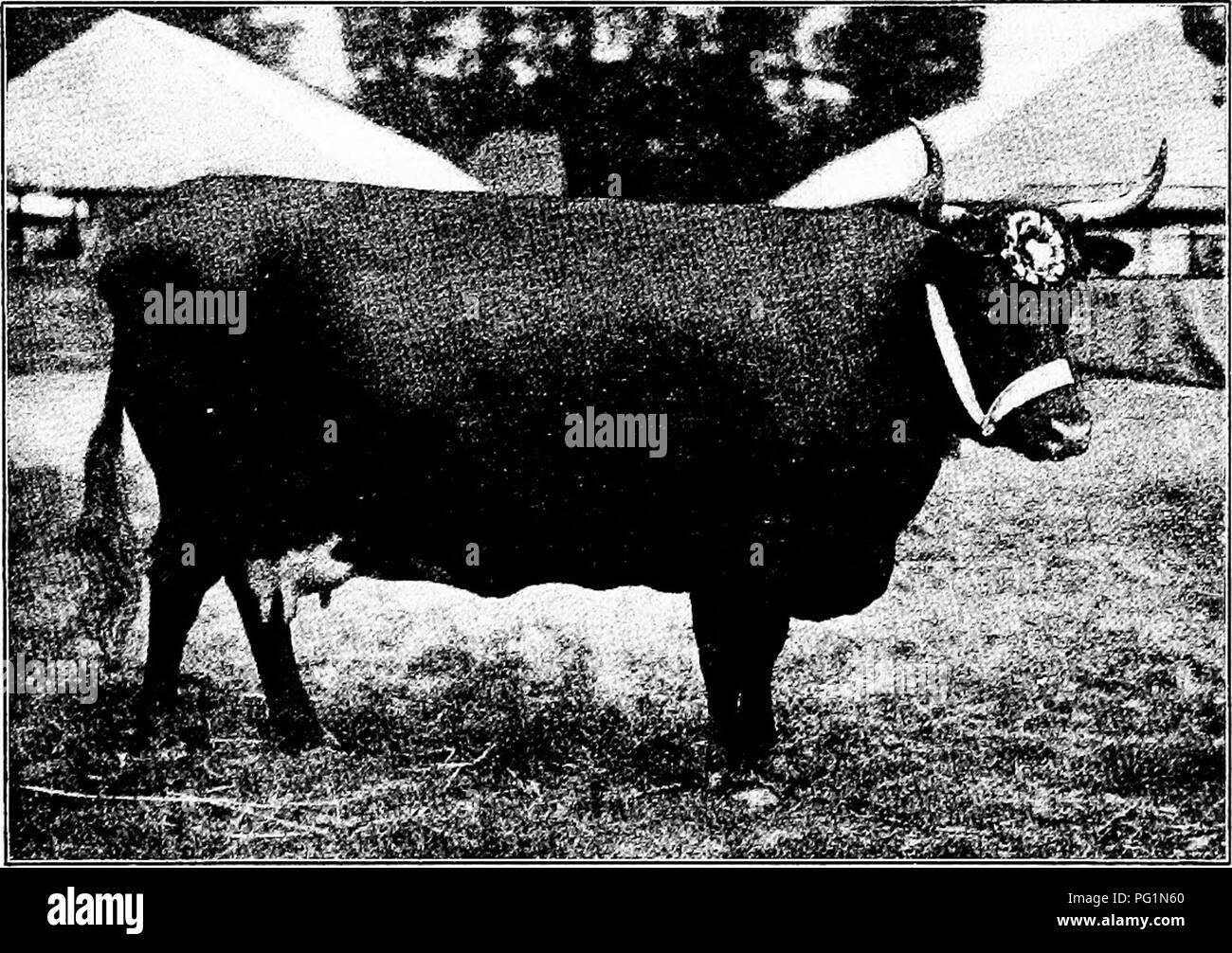 High producing cow breed Black and White Stock Photos & Images - Alamy