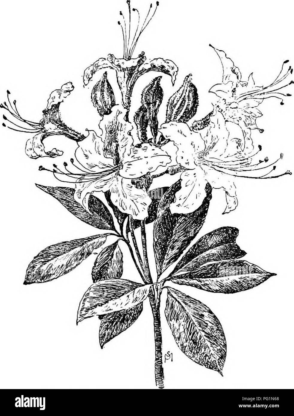 R az Black and White Stock Photos & Images - Alamy