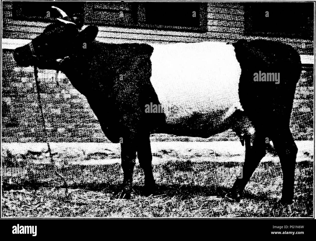 Dutch belted cow Black and White Stock Photos & Images - Alamy