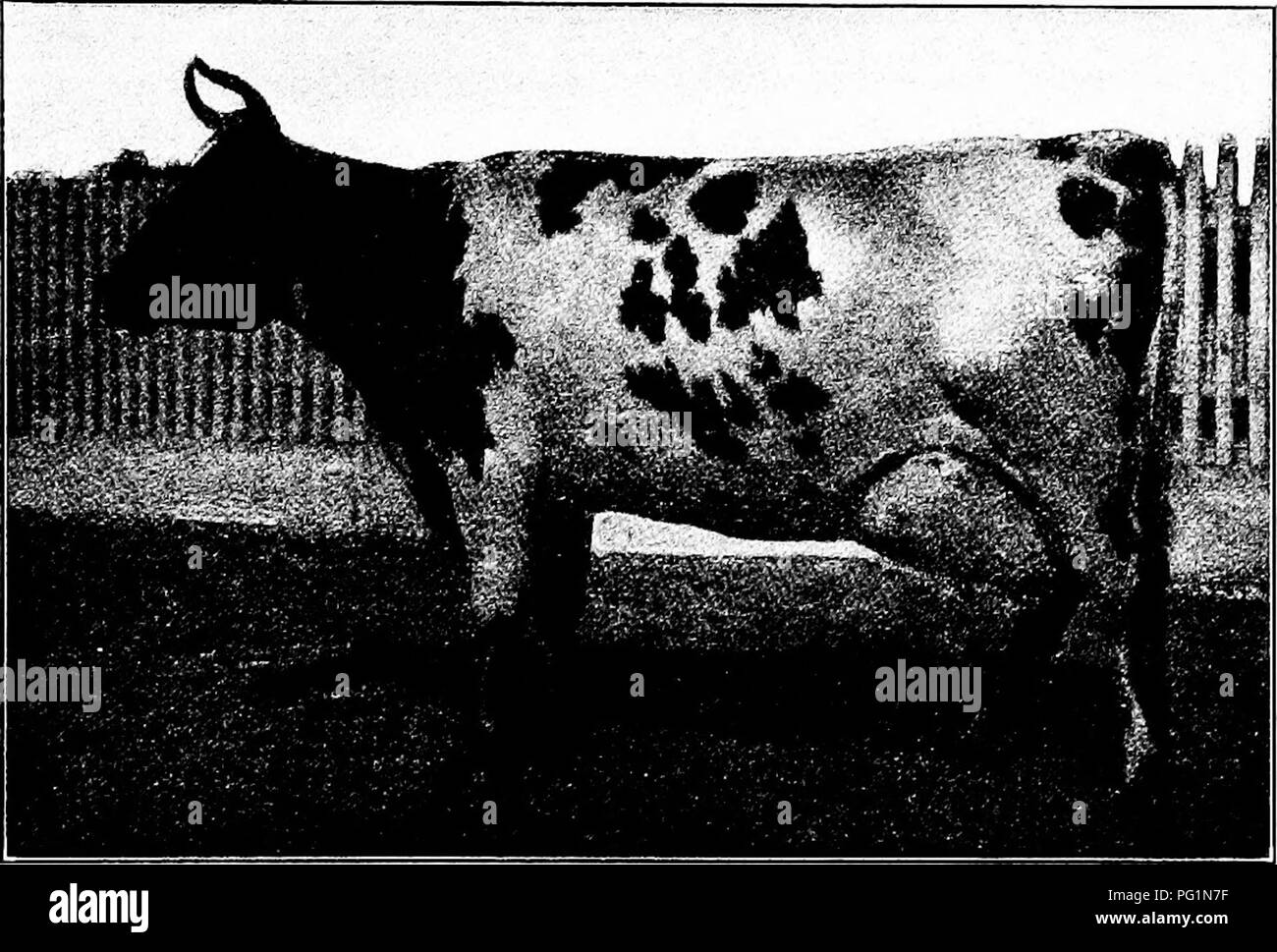 This image from the early 20th century depicts various cattle breeds ...