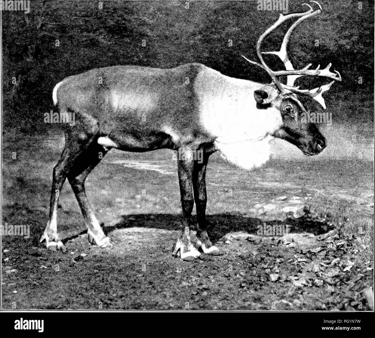 Long brow tines Black and White Stock Photos & Images - Alamy