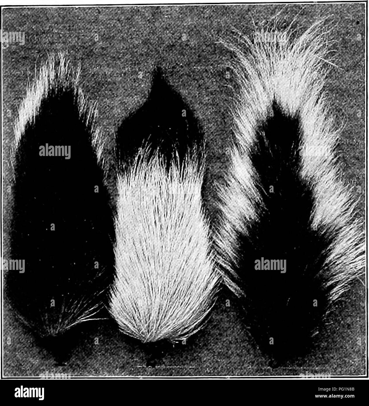 This book provides an overview of the white-tailed deer, its antler ...