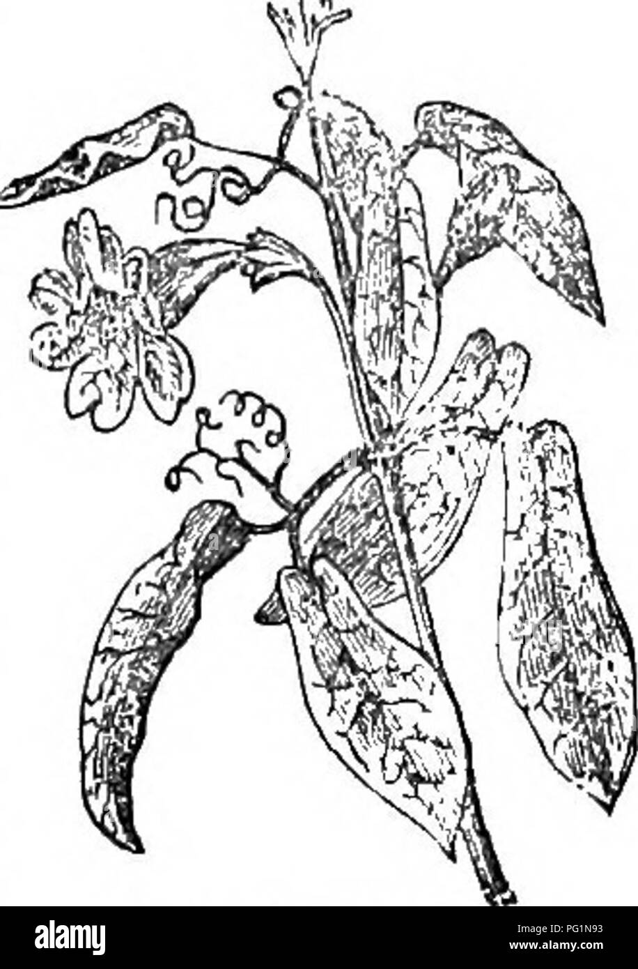 3 Lobed Stigma High Resolution Stock Photography and Images - Alamy