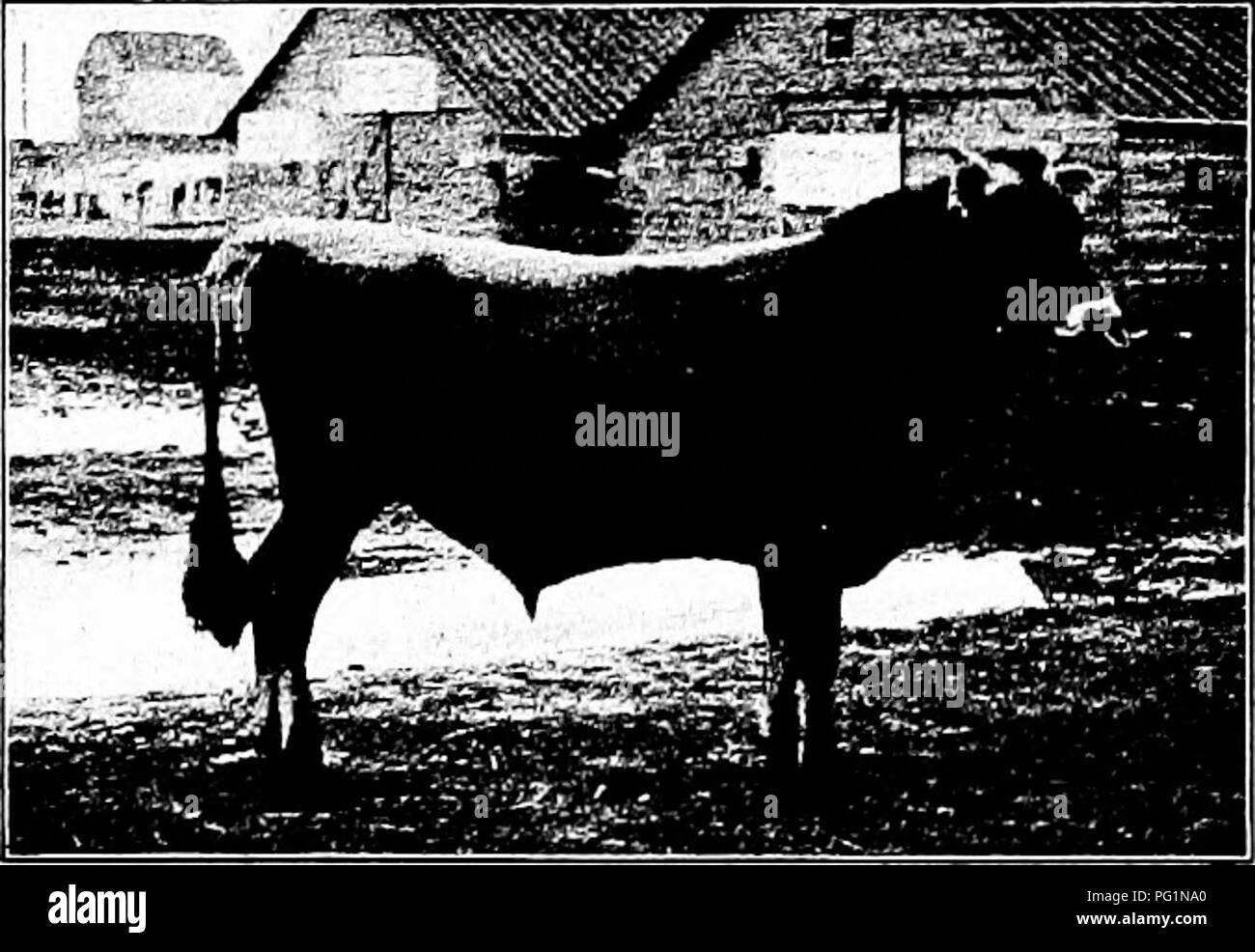 Milk veins on dairy cow hi-res stock photography and images - Alamy