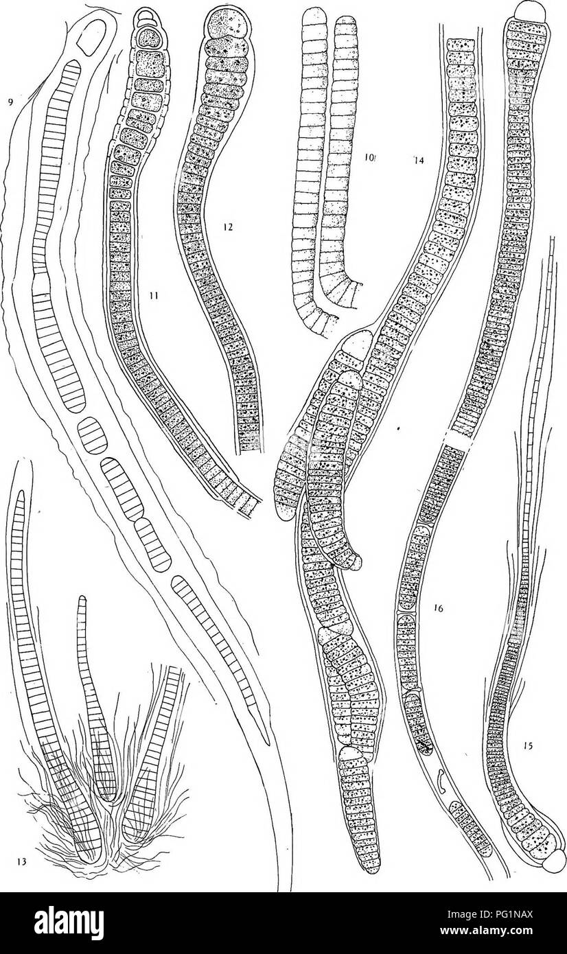 Blooms of algae Black and White Stock Photos & Images - Alamy