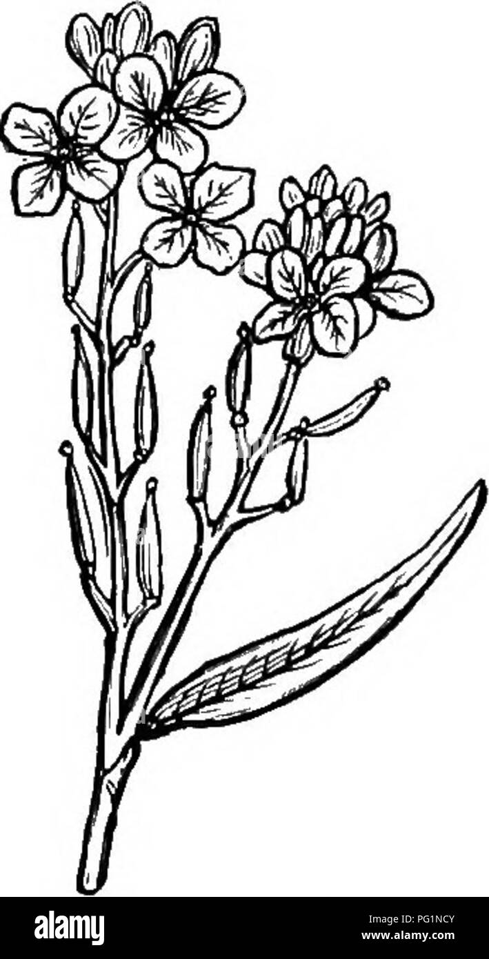 Pollen bank Black and White Stock Photos & Images - Alamy