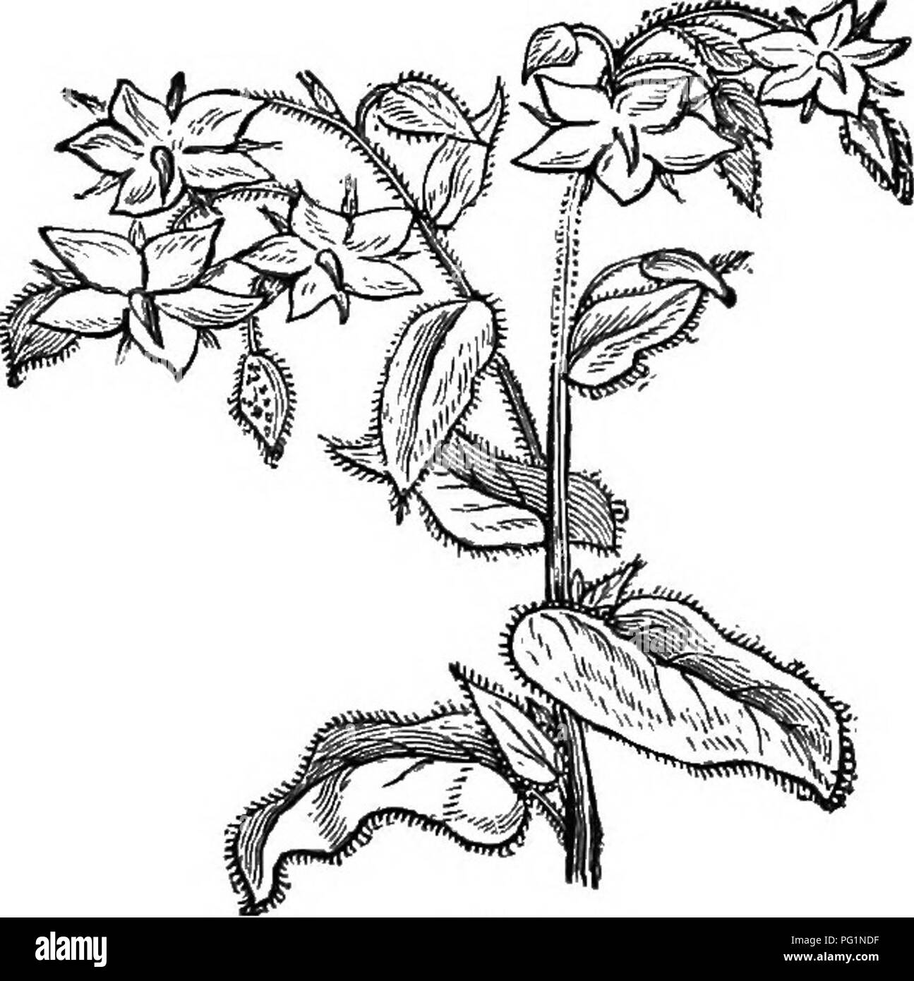 Arizona alfalfa irrigation hi-res stock photography and images - Alamy