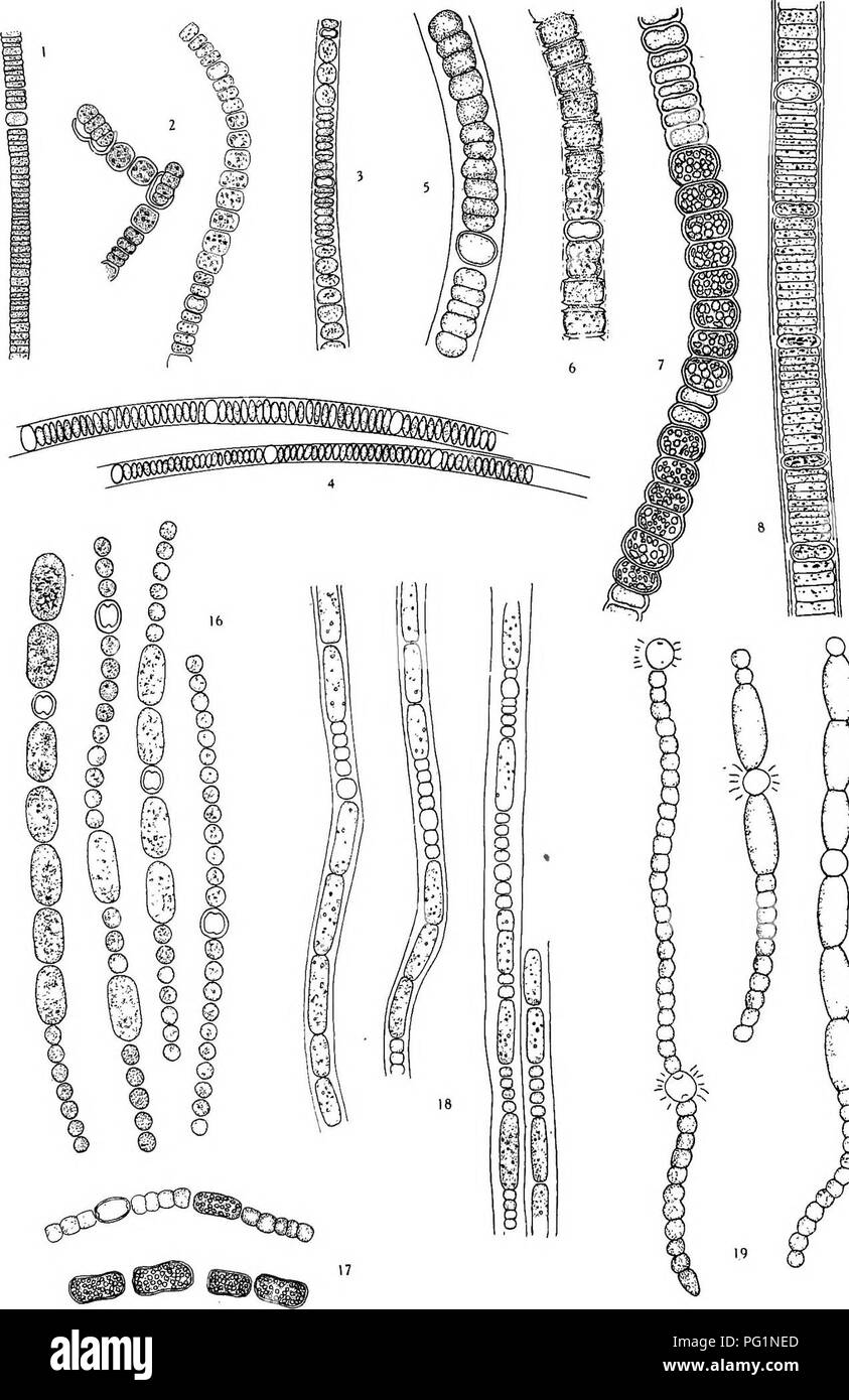 Different species of algae Black and White Stock Photos & Images - Alamy