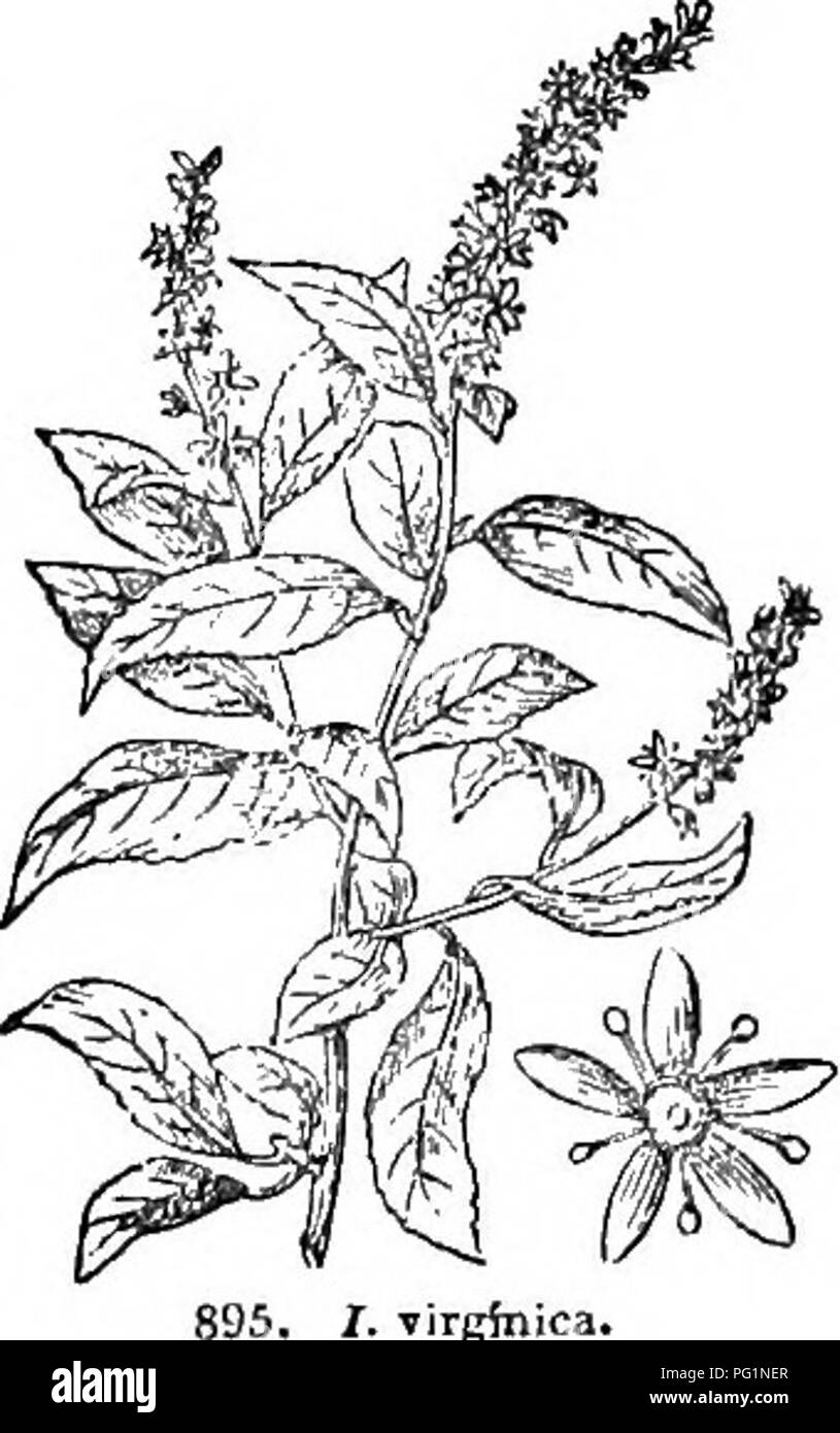 Exstipulate hi-res stock photography and images - Alamy