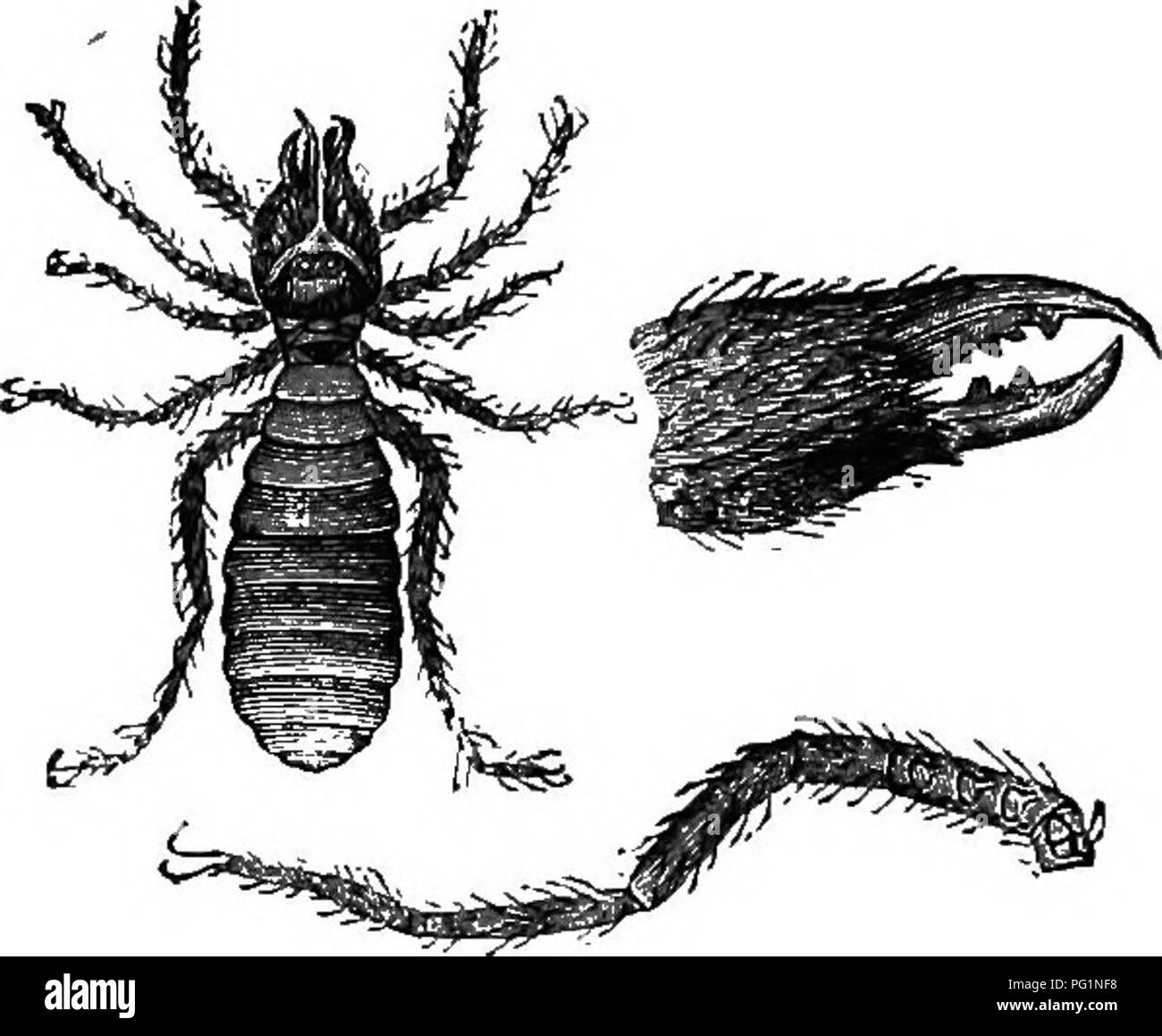 A guide to beekeeping and the study of bees, describing their anatomy ...