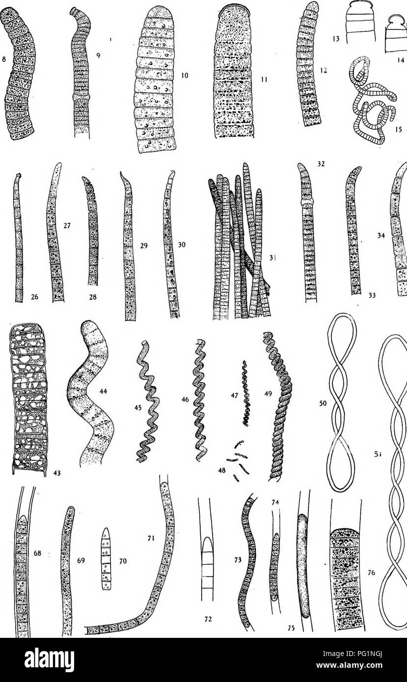 Diverse ecosystem of algae Black and White Stock Photos & Images - Alamy