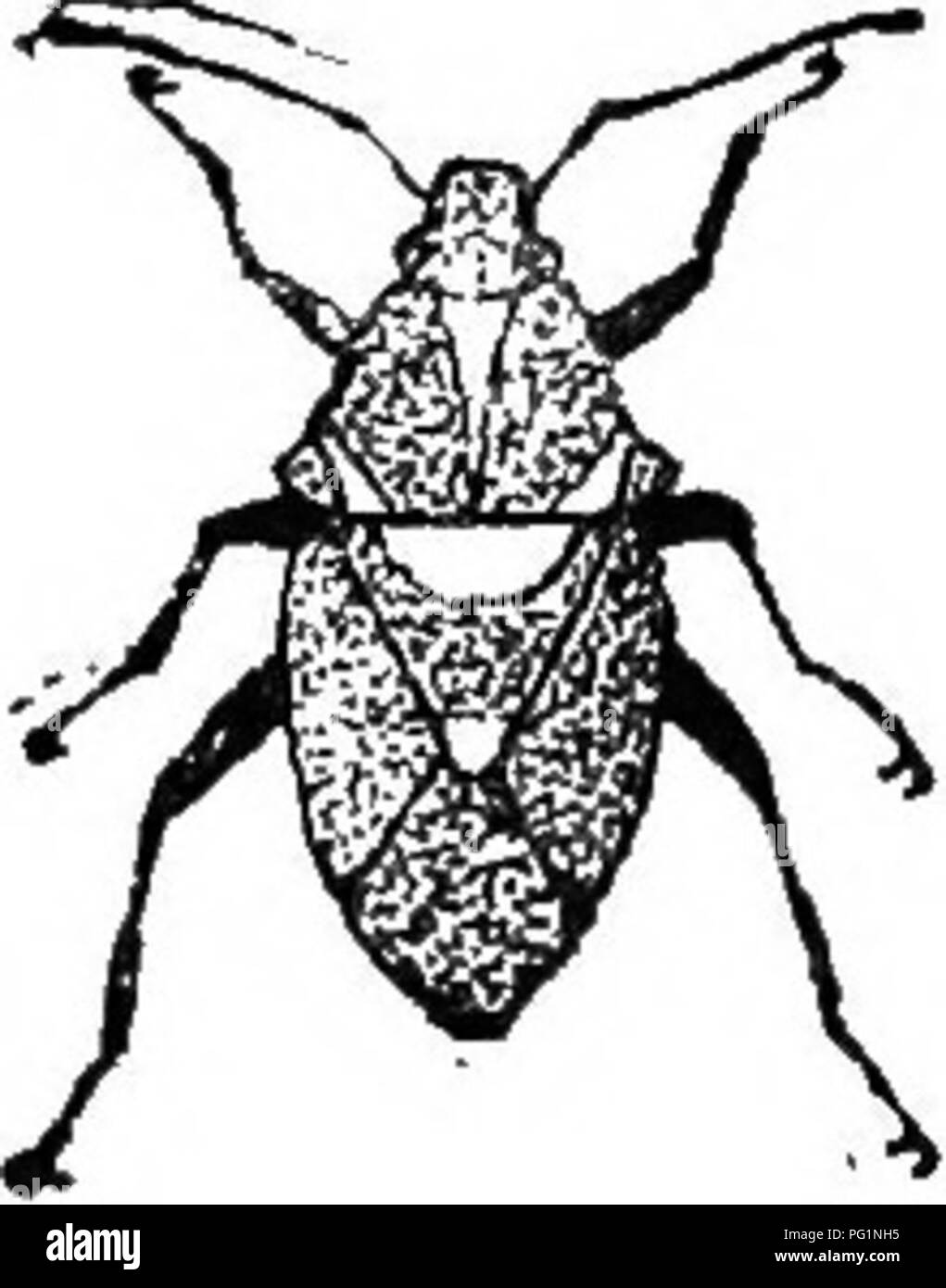 . The bee-keeper's guide : or Manual of the apiary . Bee culture; Bees ...