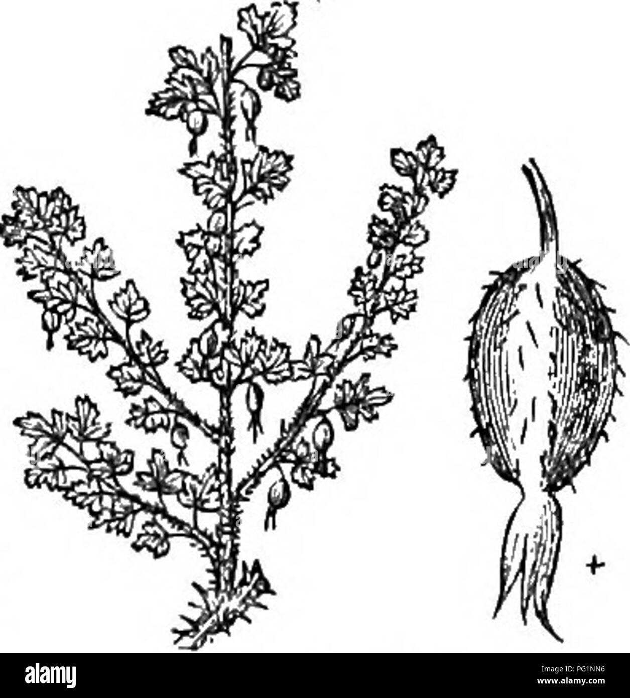 Axillary specimen hi-res stock photography and images - Alamy