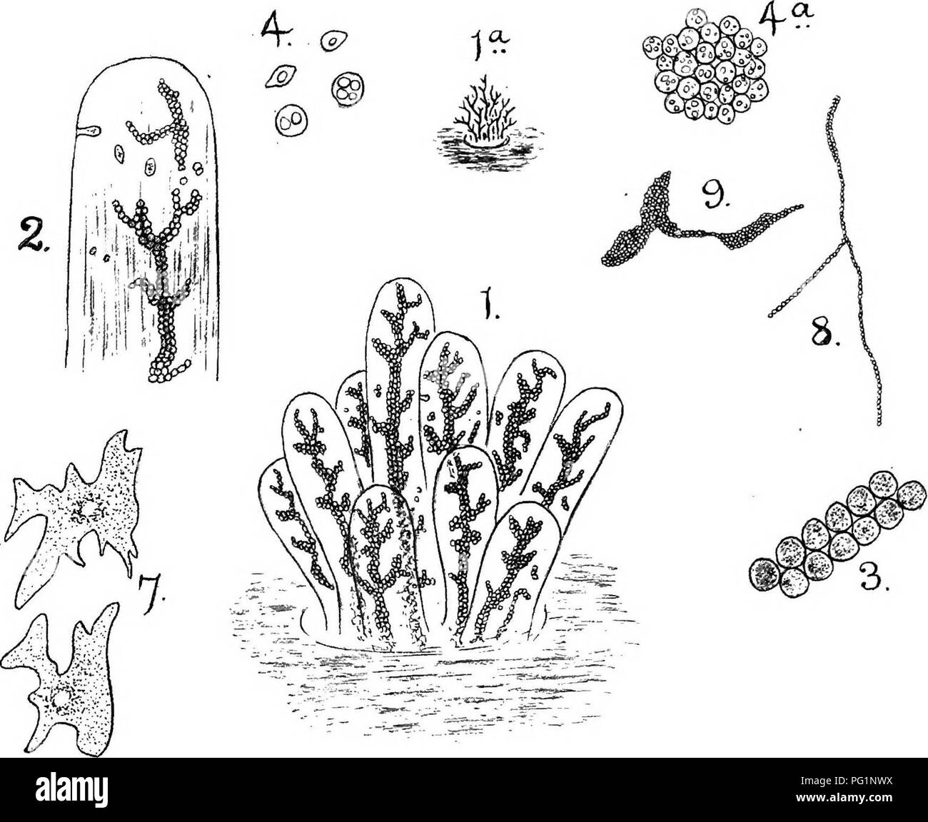 James Hornell's report on the marine zoology of Okhamandal, Kattiawar ...
